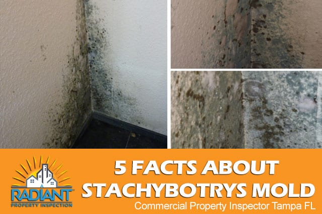 5 Facts About Stachybotrys Mold - Home Inspection Tampa | Commercial ...